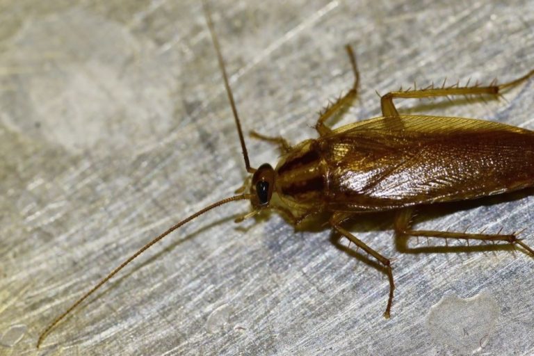 The Best Ways to Eliminate German Cockroaches