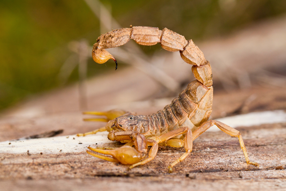 Why Scorpions Are Common Around Block Foundations and Stem Walls ...