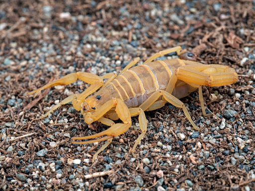 What is the Best Arizona Bark Scorpion Sting Treatment? - Green Magic ...