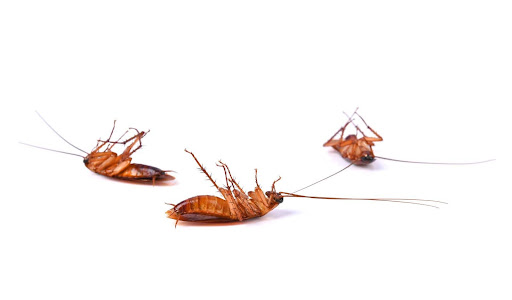 Where Do Cockroaches Come From? - Green Magic Pest Control Chandler Arizona