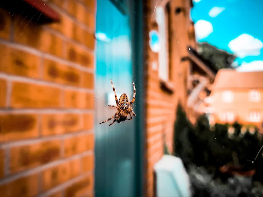 Spider Bombs Just Don’t Work: Here’s Why - Green Magic Pest Control ...