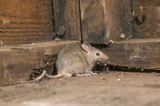 Got a Mouse in Your Bedroom? Here’s How to Keep Your Home Rodent-Free ...
