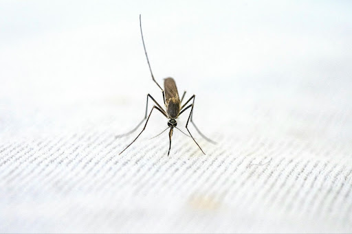 When is Mosquito Season in Arizona? - Green Magic Pest Control Chandler ...