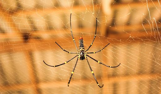 Spiders - Green Magic Pest Control Chandler Arizona